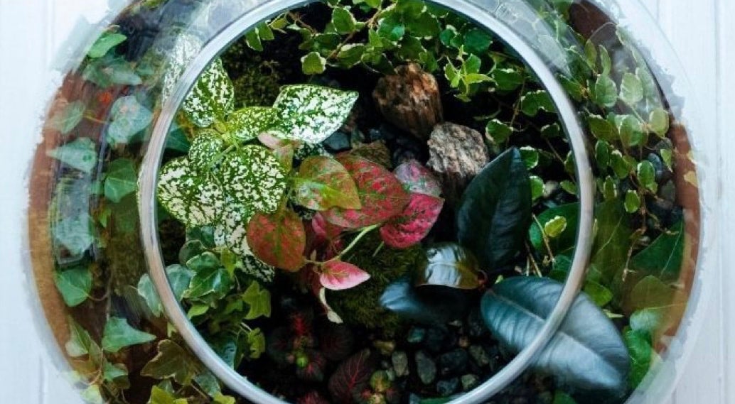 Build a Terrarium 3/29/2024 | Pure Joy Plants Build a Terrarium 3/29/2024 | Pure Joy Plants